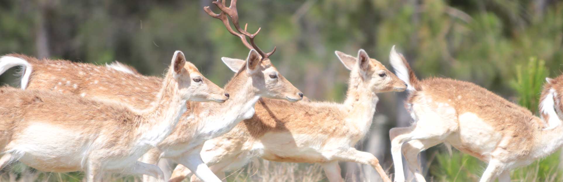 Tourism in Holguin | Nature of Holguin | Cuba Travel